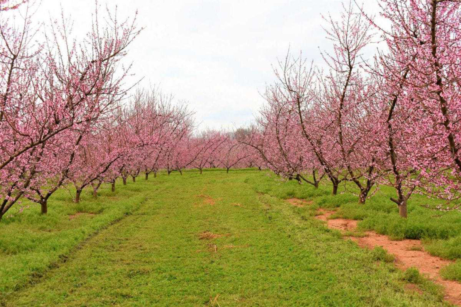 10 Things to Do this Spring in Athens, Alabama - Winter Homes